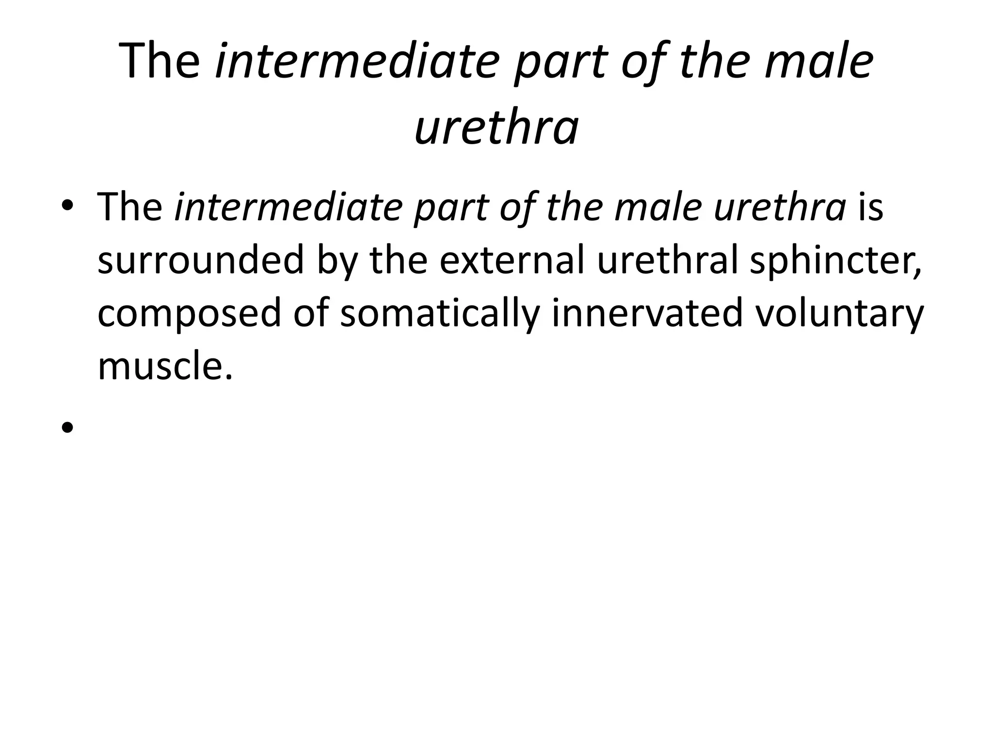 Anatomy of the urethra | PPTX