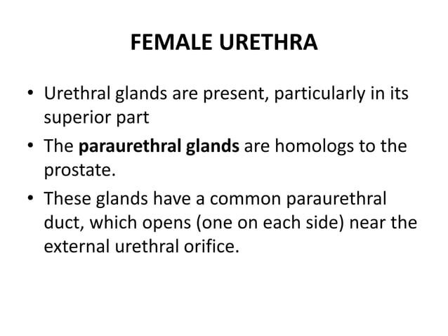 Anatomy of the urethra | PPTX