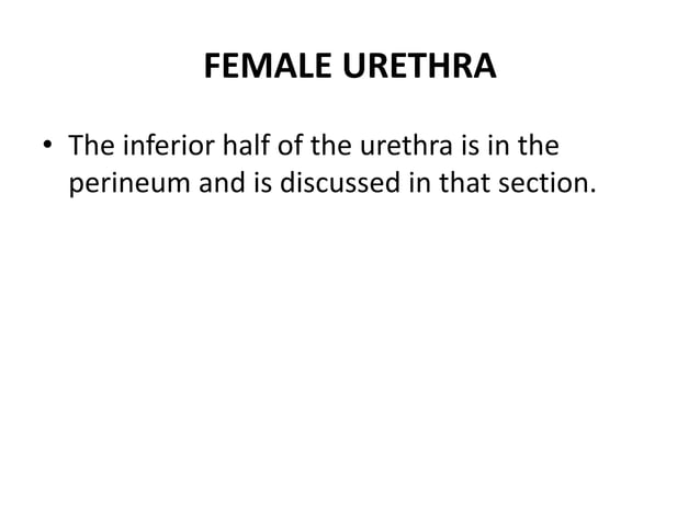 Anatomy of the urethra | PPTX