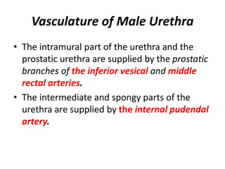 Anatomy of the urethra | PPT