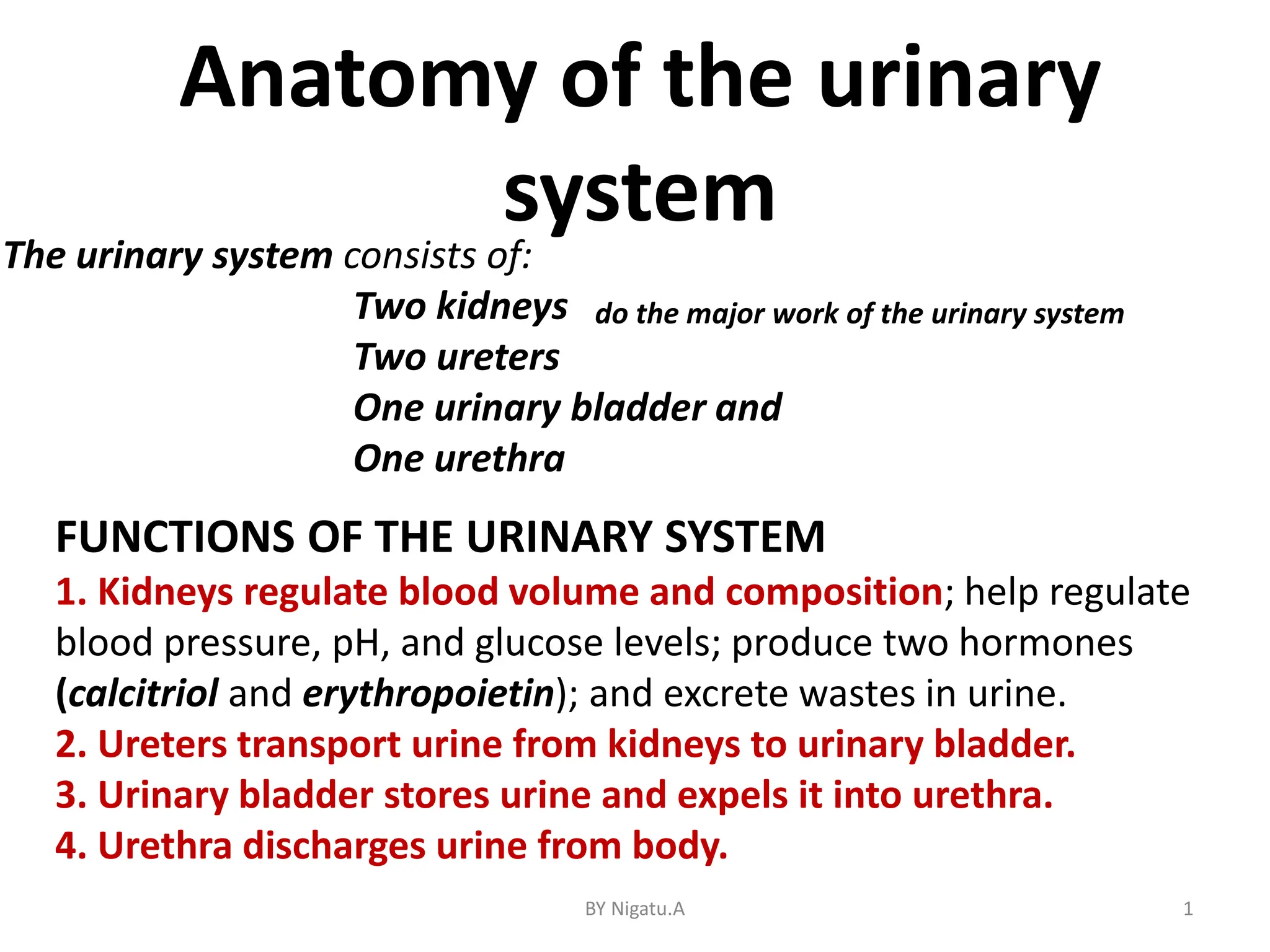 Anatomy of the urinary system(E)_2 (4).pptx