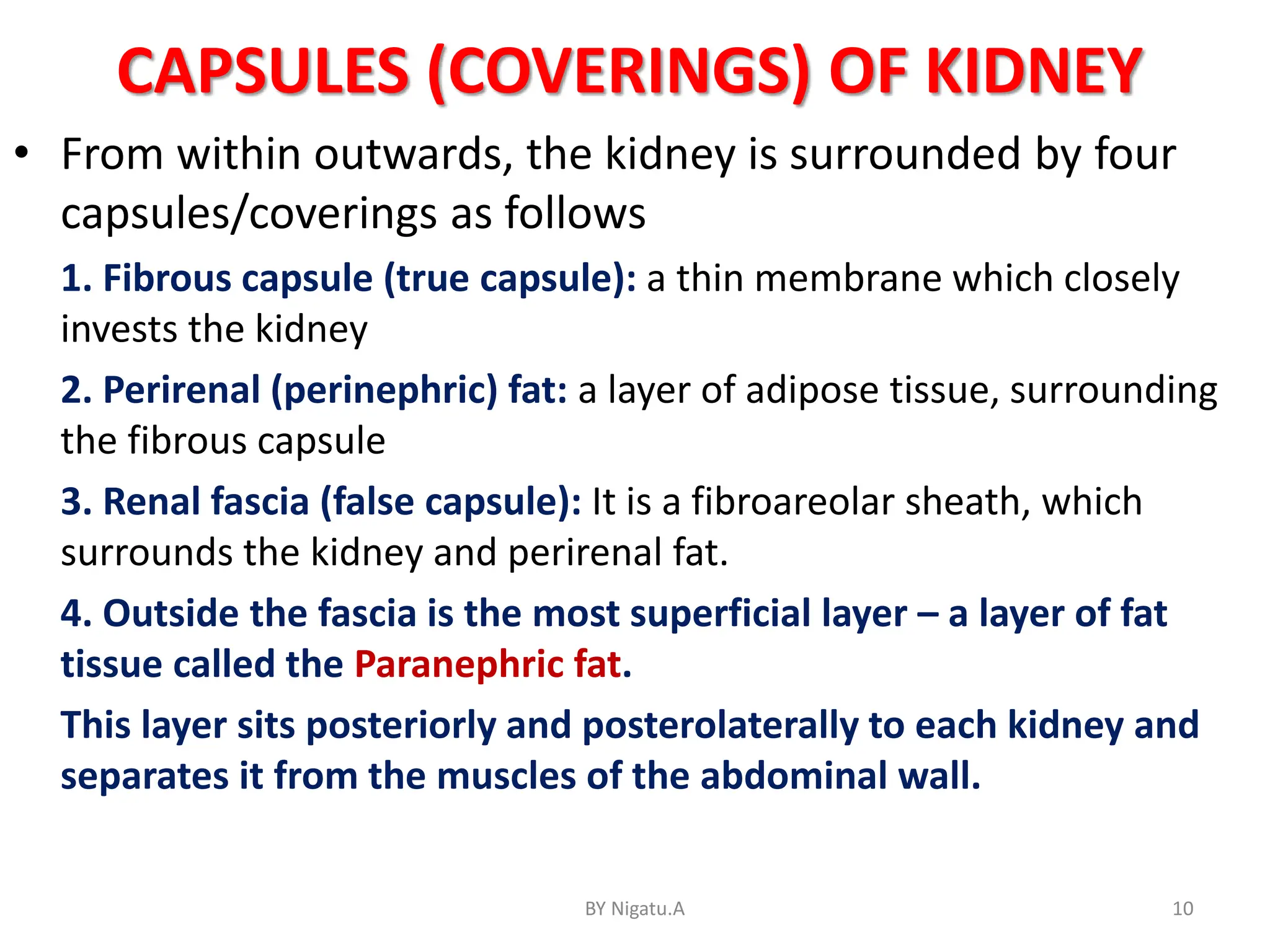 Anatomy of the urinary system(E)_2 (4).pptx