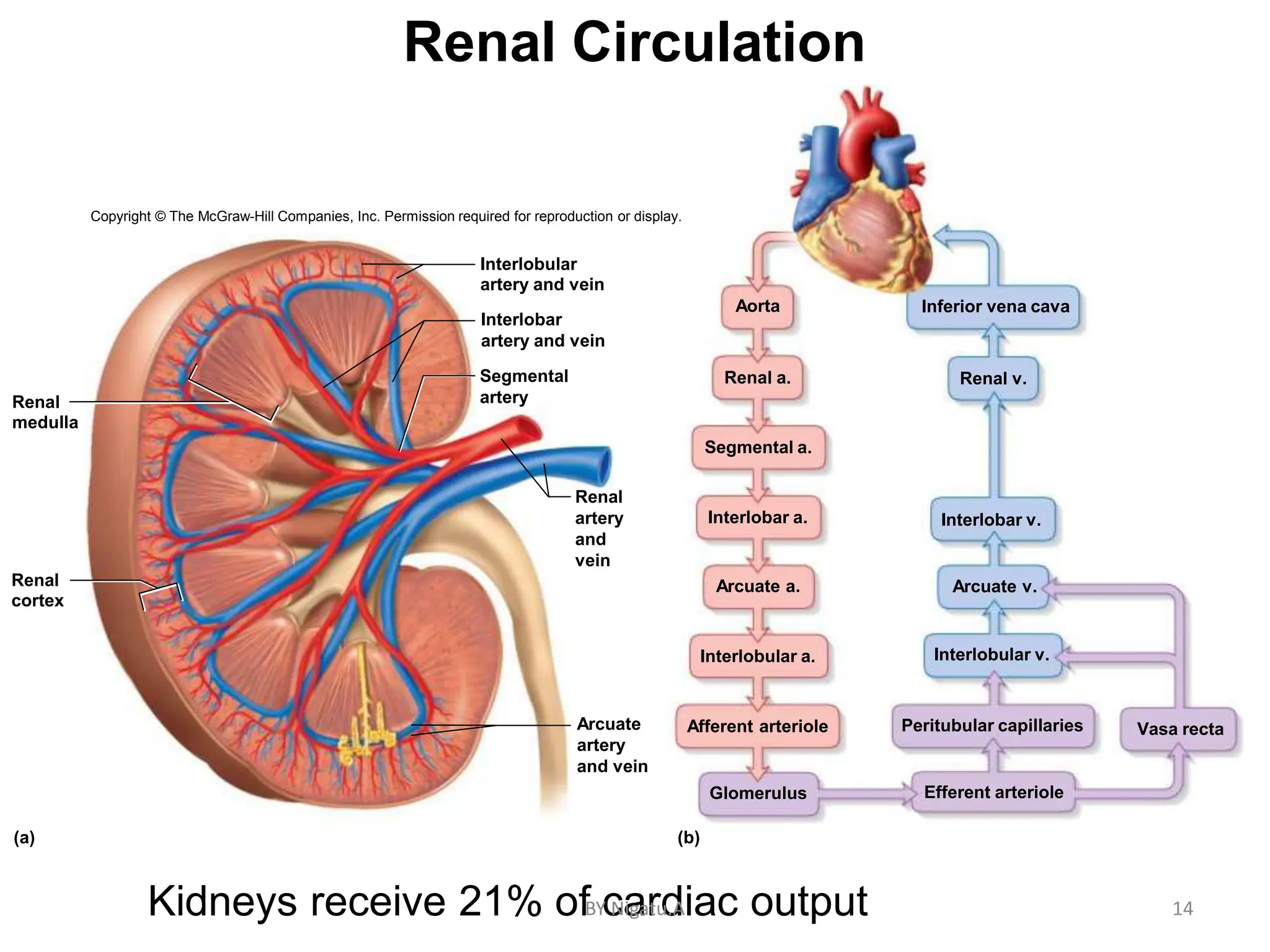 Anatomy of the urinary system(E)_2 (4).pptx
