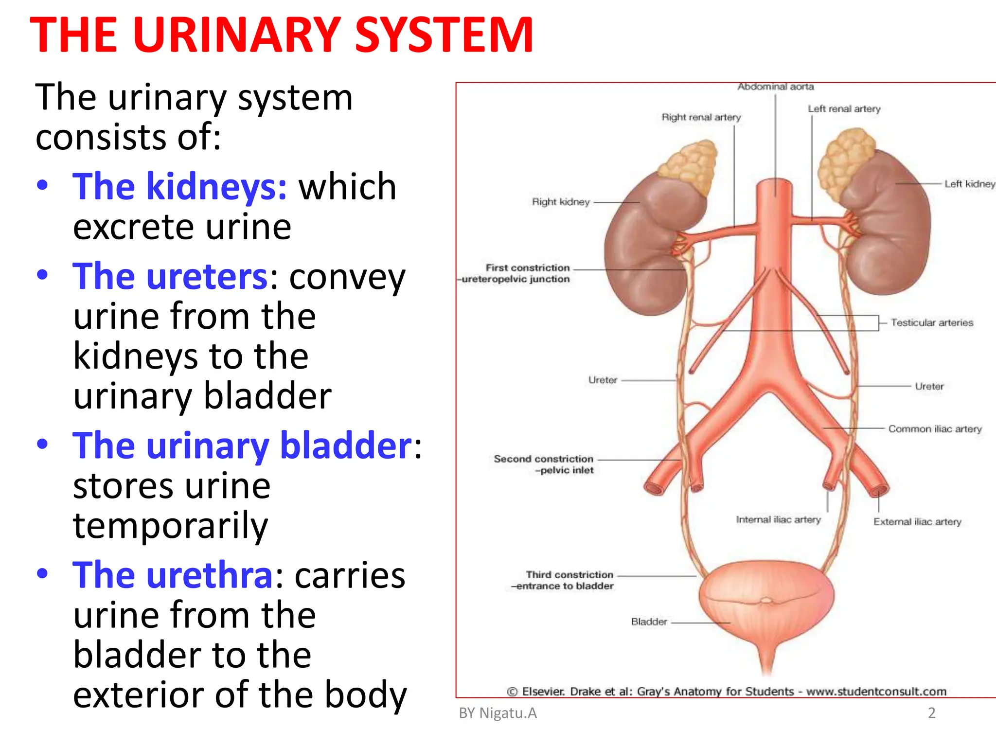Anatomy Of The Urinary System E 2 4 Pptx