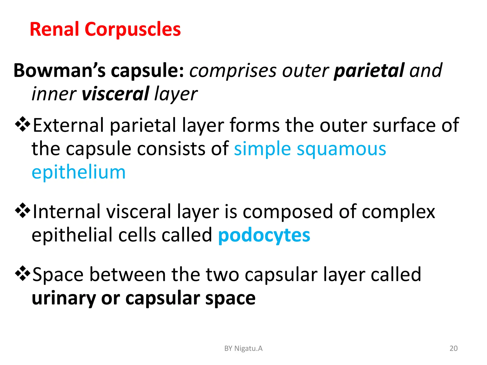Anatomy of the urinary system(E)_2 (4).pptx