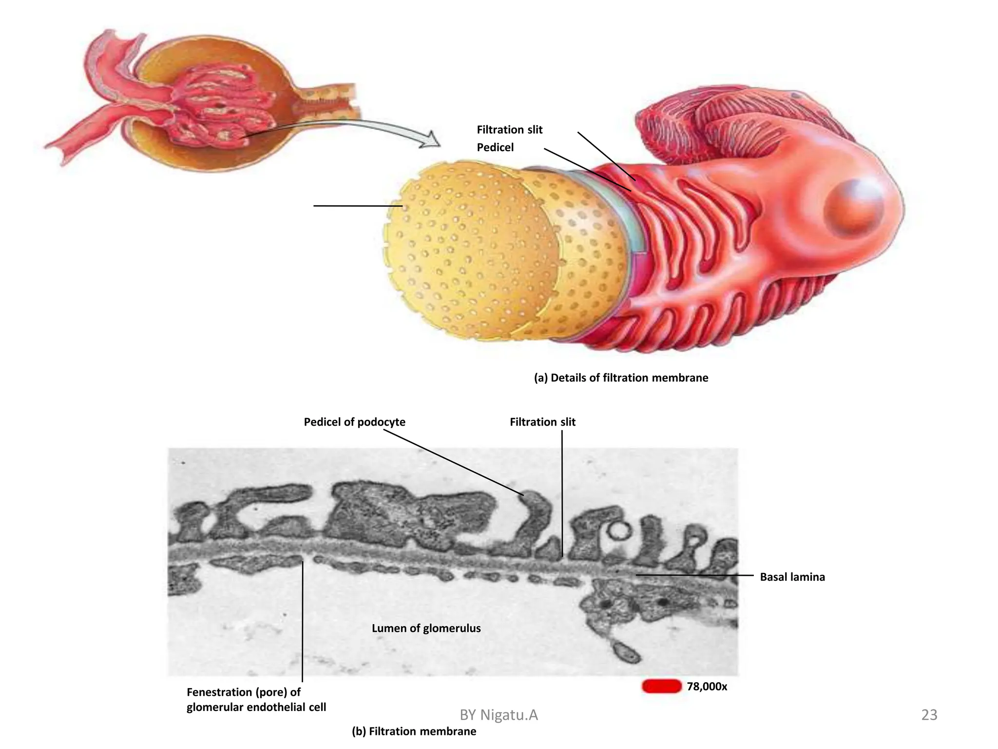 Anatomy of the urinary system(E)_2 (4).pptx
