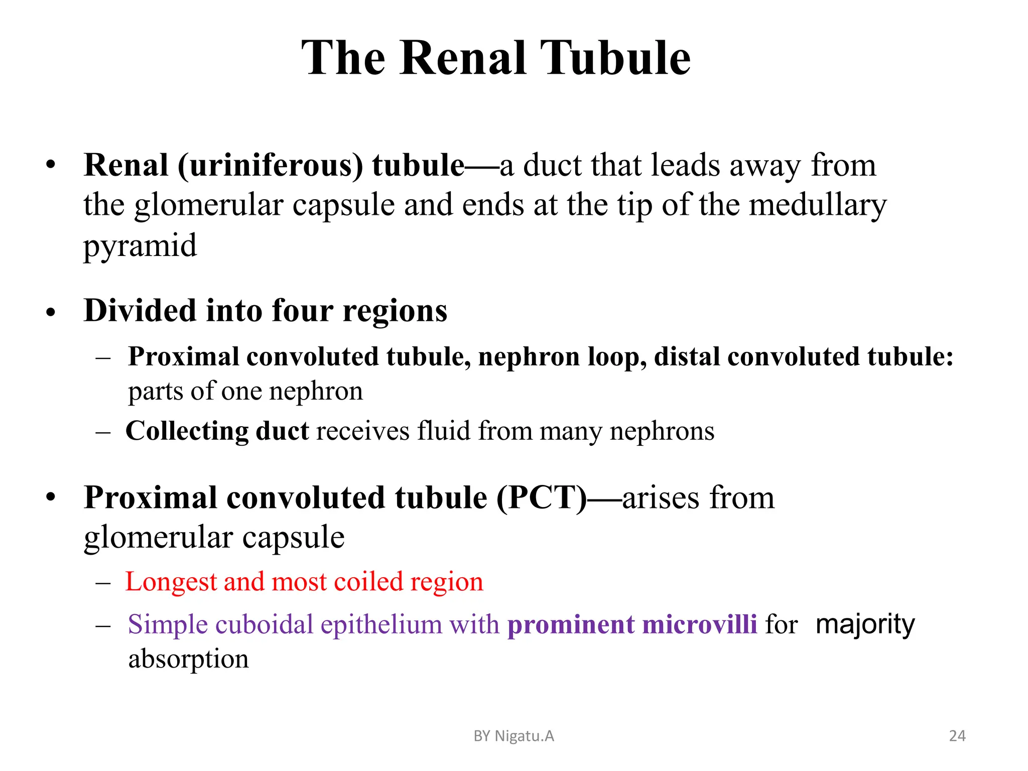 Anatomy of the urinary system(E)_2 (4).pptx