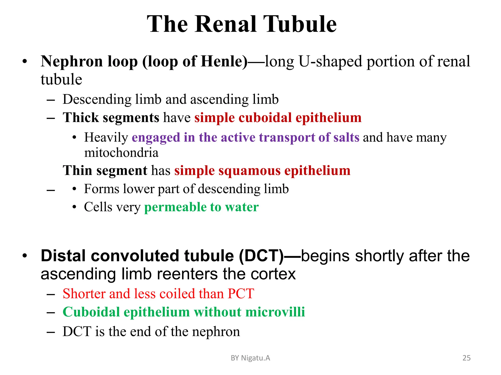 Anatomy of the urinary system(E)_2 (4).pptx
