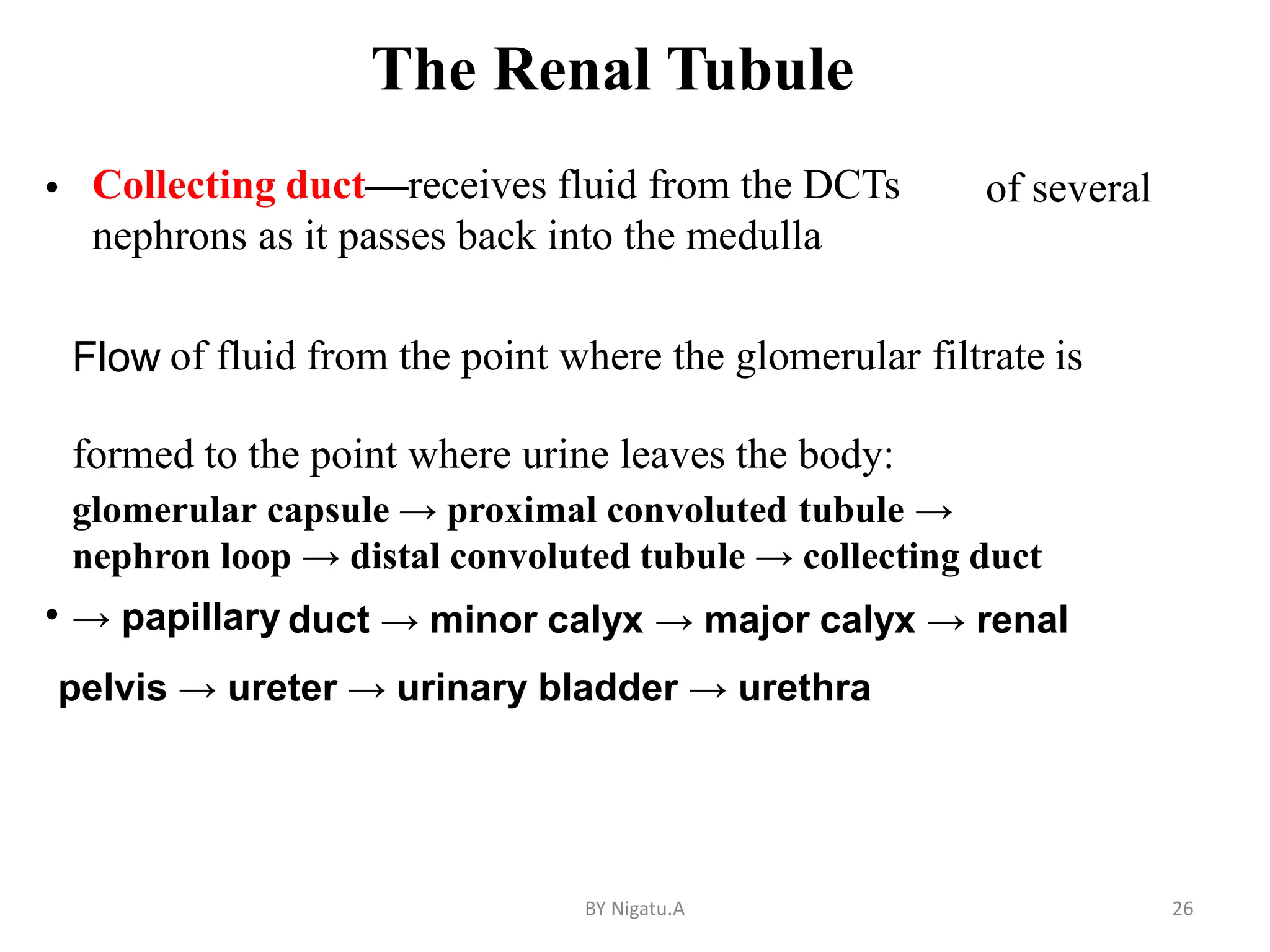 Anatomy of the urinary system(E)_2 (4).pptx