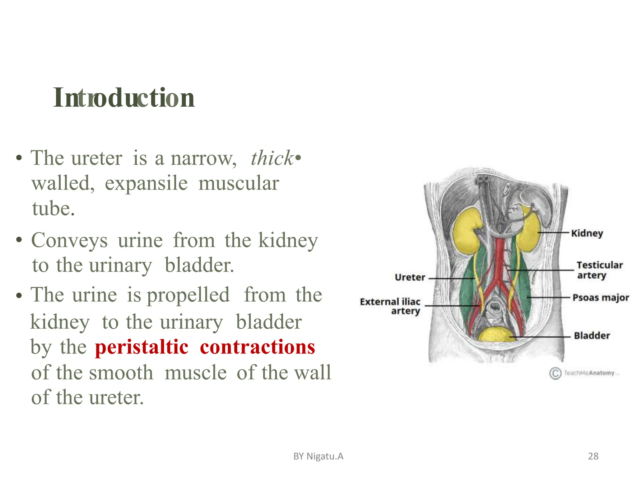 Anatomy of the urinary system(E)_2 (4).pptx