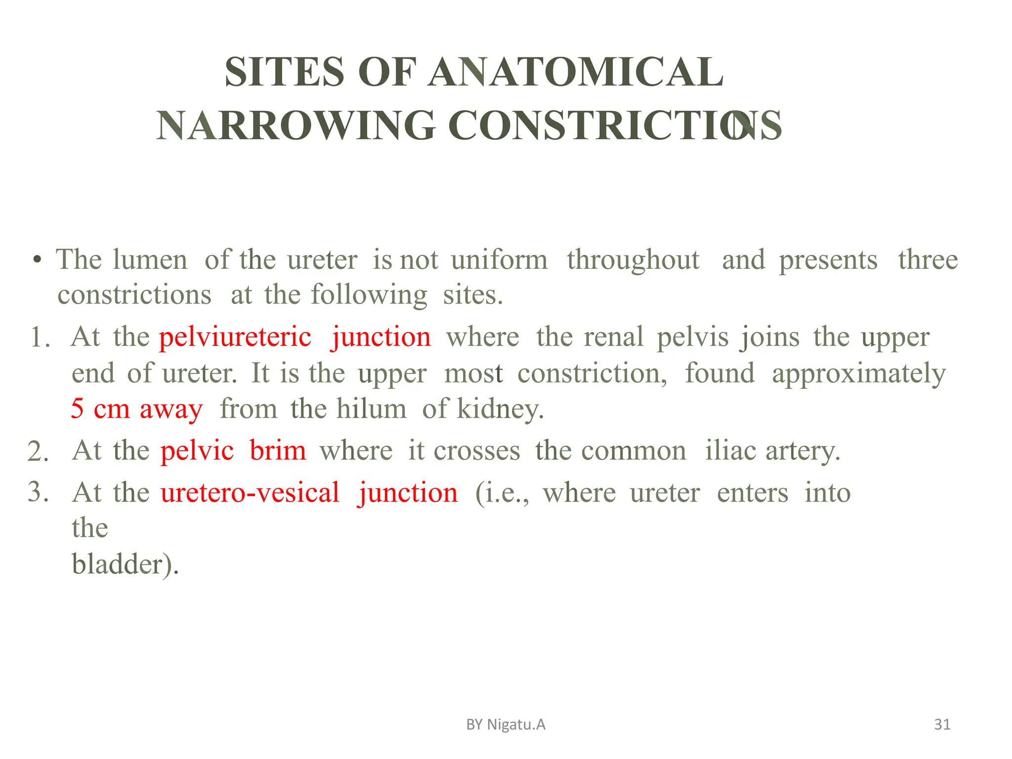Anatomy of the urinary system(E)_2 (4).pptx