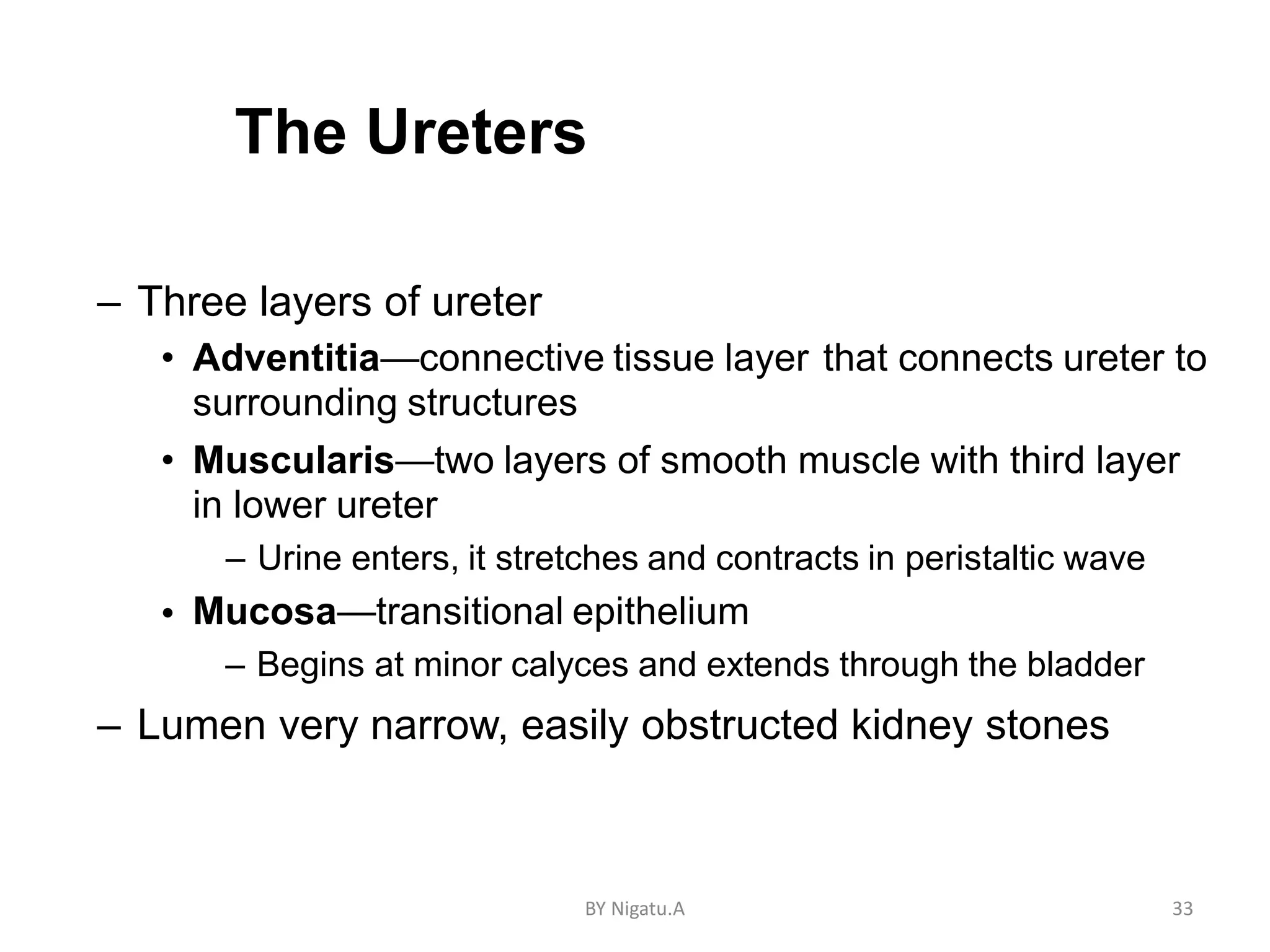 Anatomy of the urinary system(E)_2 (4).pptx