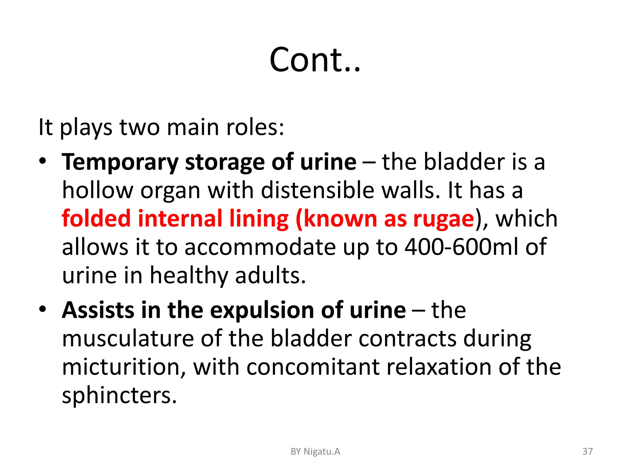 Anatomy of the urinary system(E)_2 (4).pptx