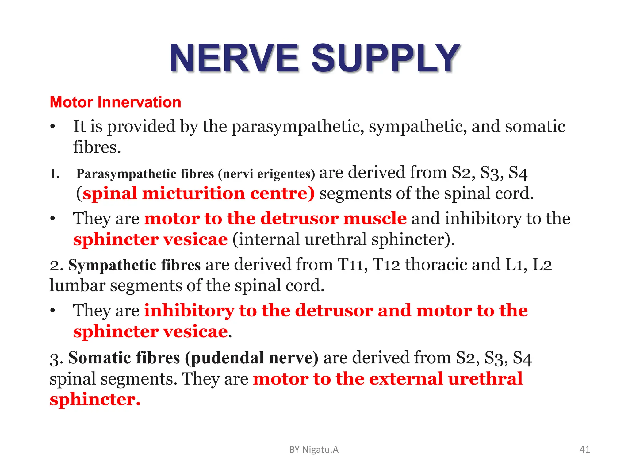 Anatomy of the urinary system(E)_2 (4).pptx