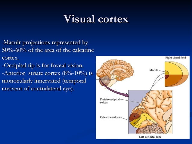 Anatomy of the visual pathways and visual cortex | PPT | Brain and ...