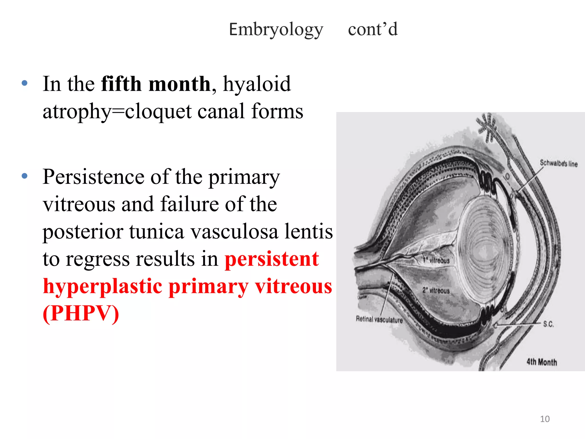 Anatomy of the vitreous body | PPTX