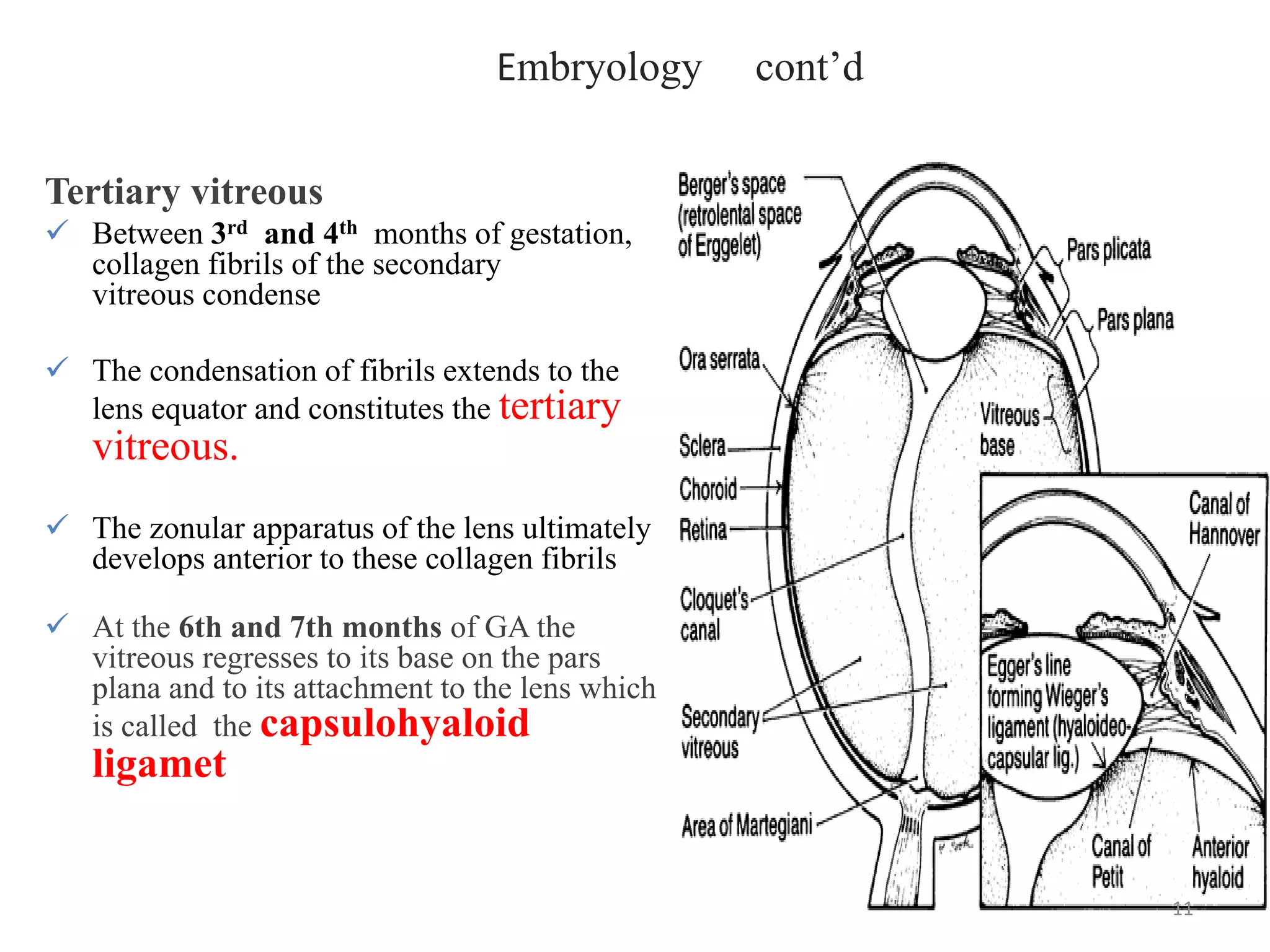 Anatomy of the vitreous body | PPTX