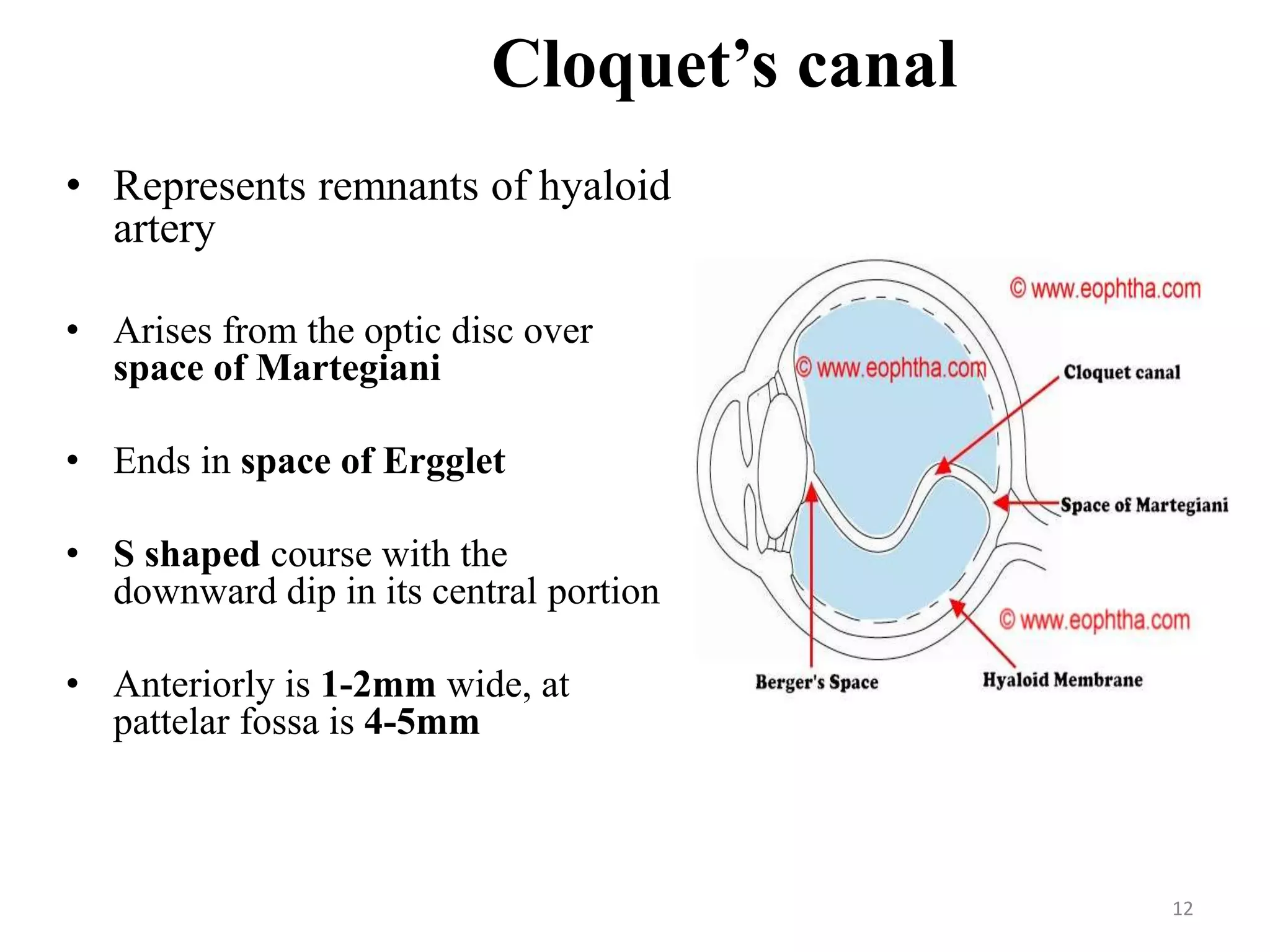 Anatomy of the vitreous body | PPTX