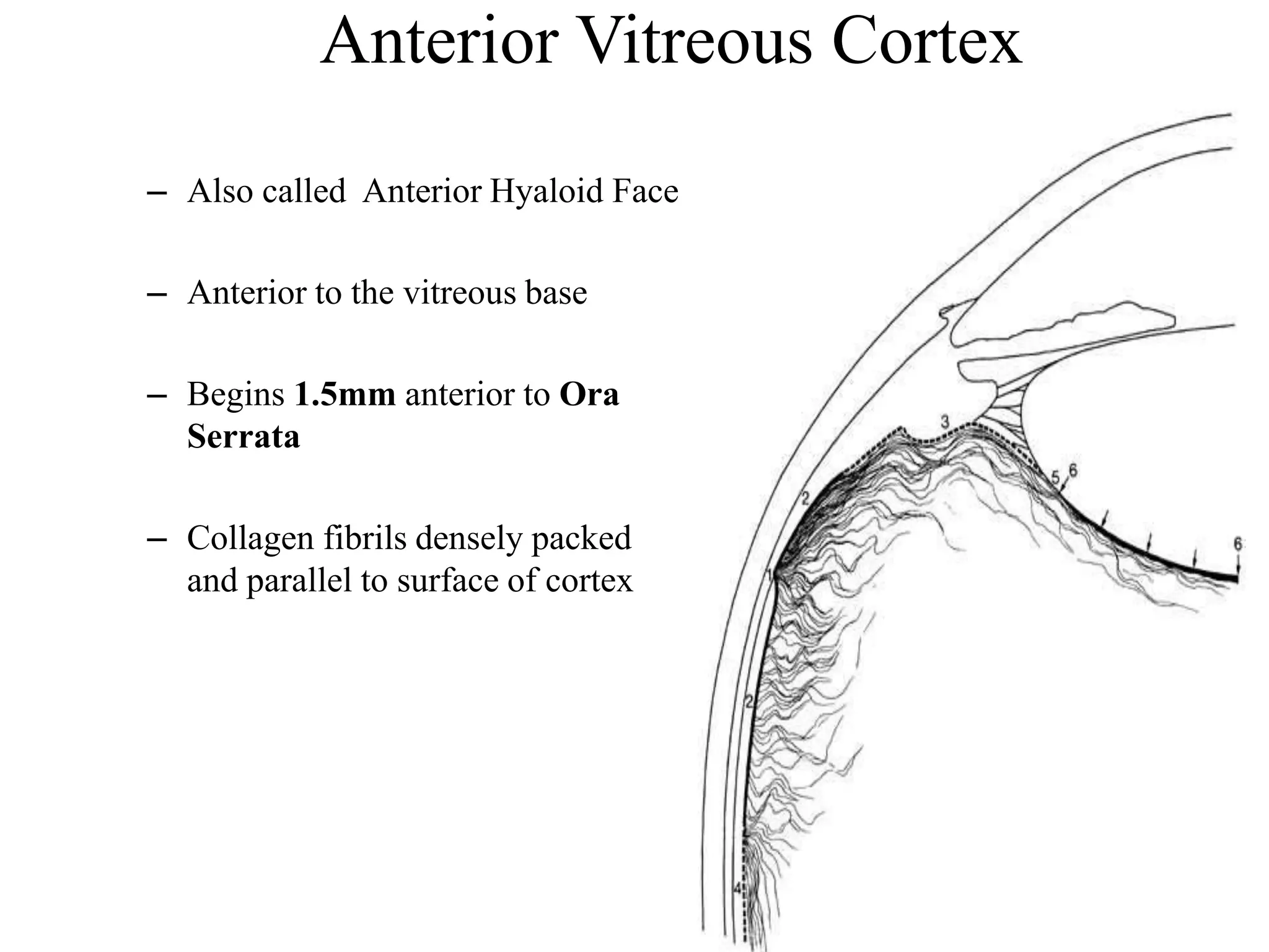 Anatomy of the vitreous body | PPTX