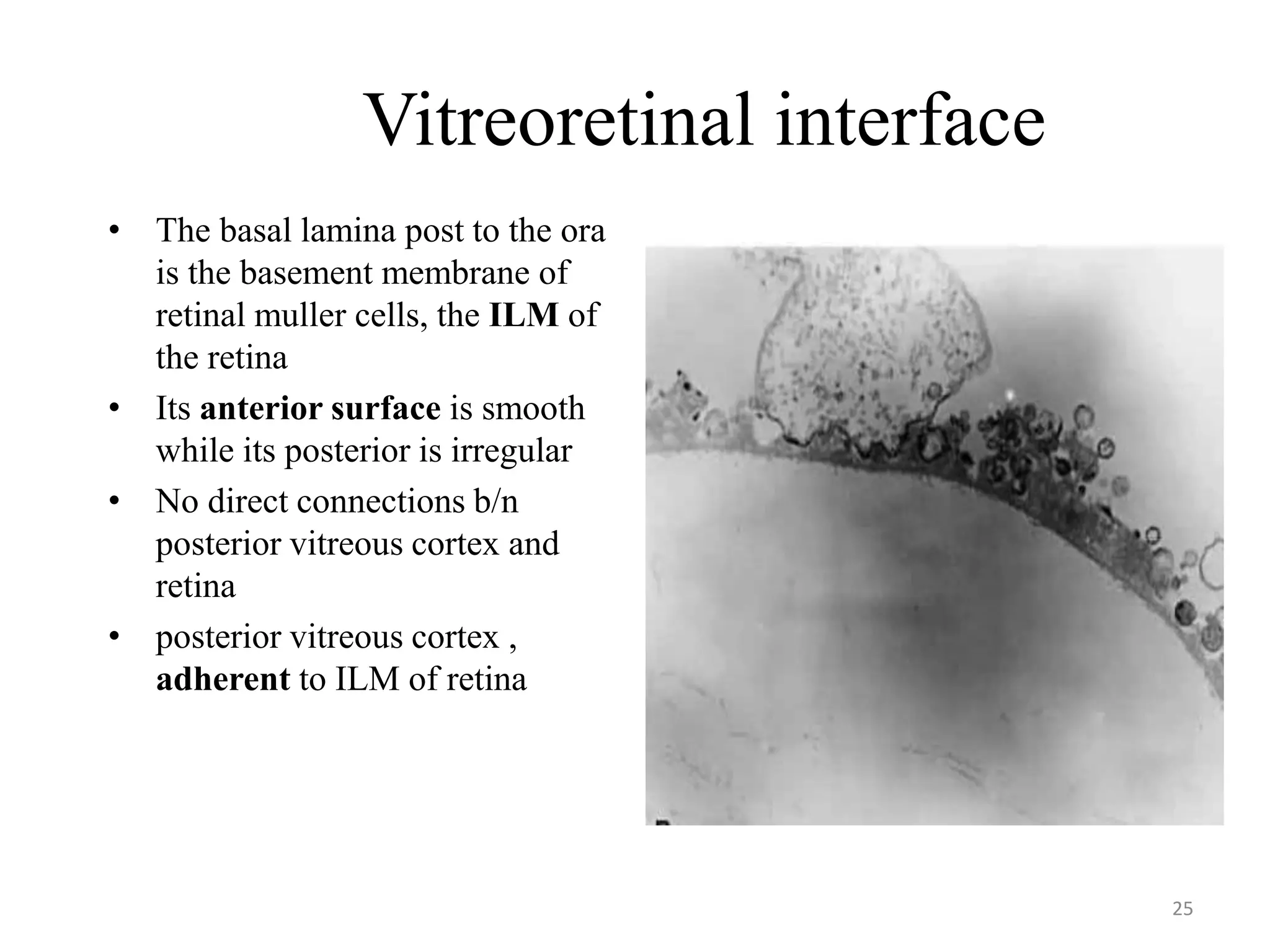 Anatomy of the vitreous body | PPTX
