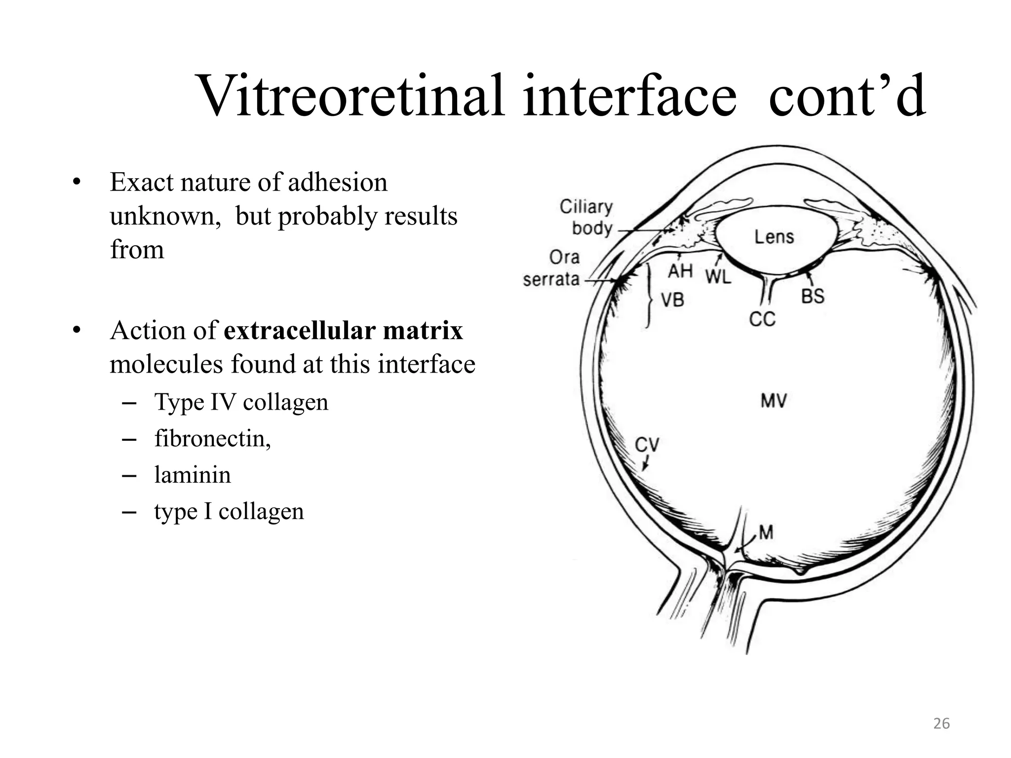 Anatomy of the vitreous body | PPTX