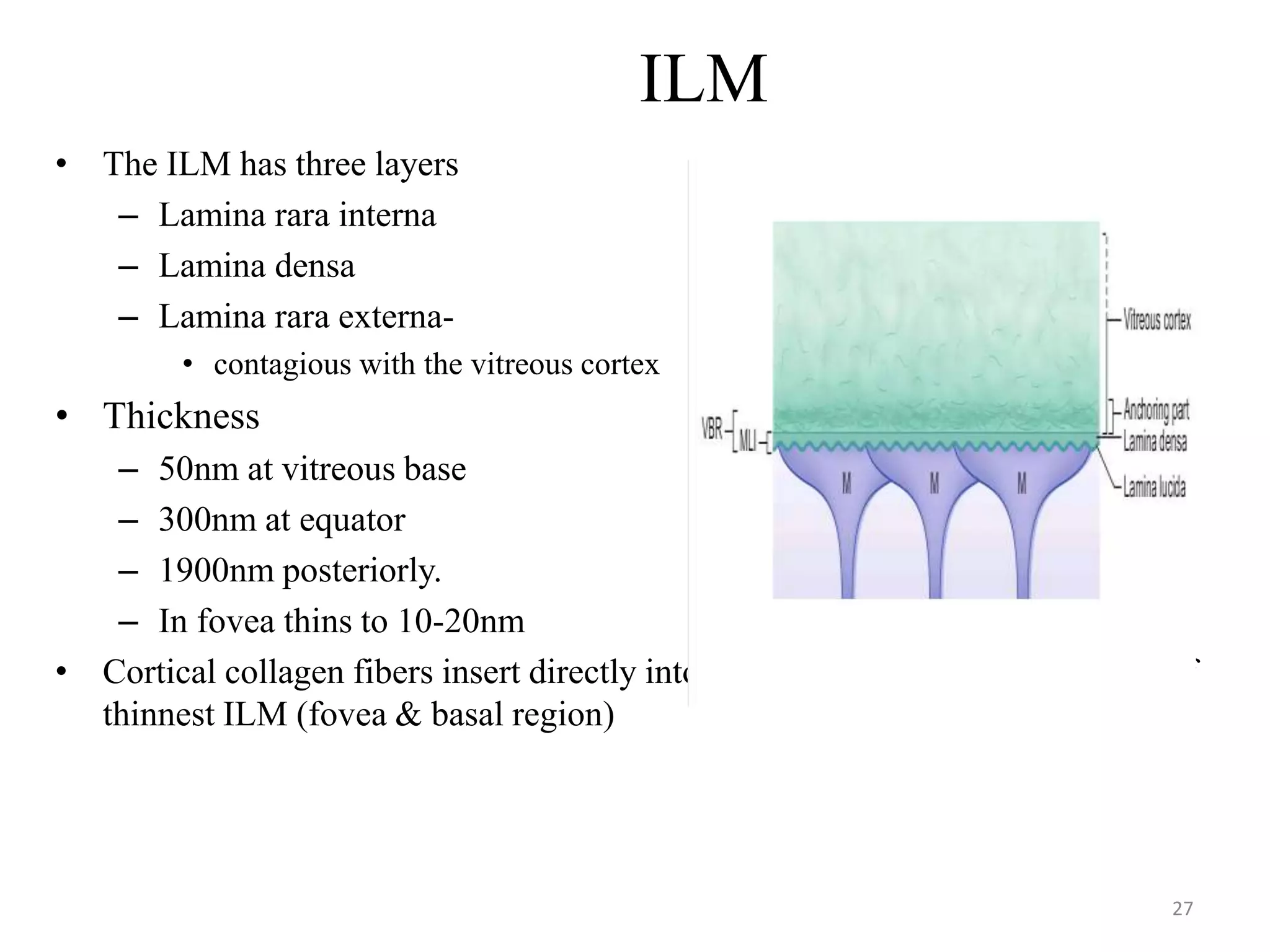 Anatomy of the vitreous body | PPTX