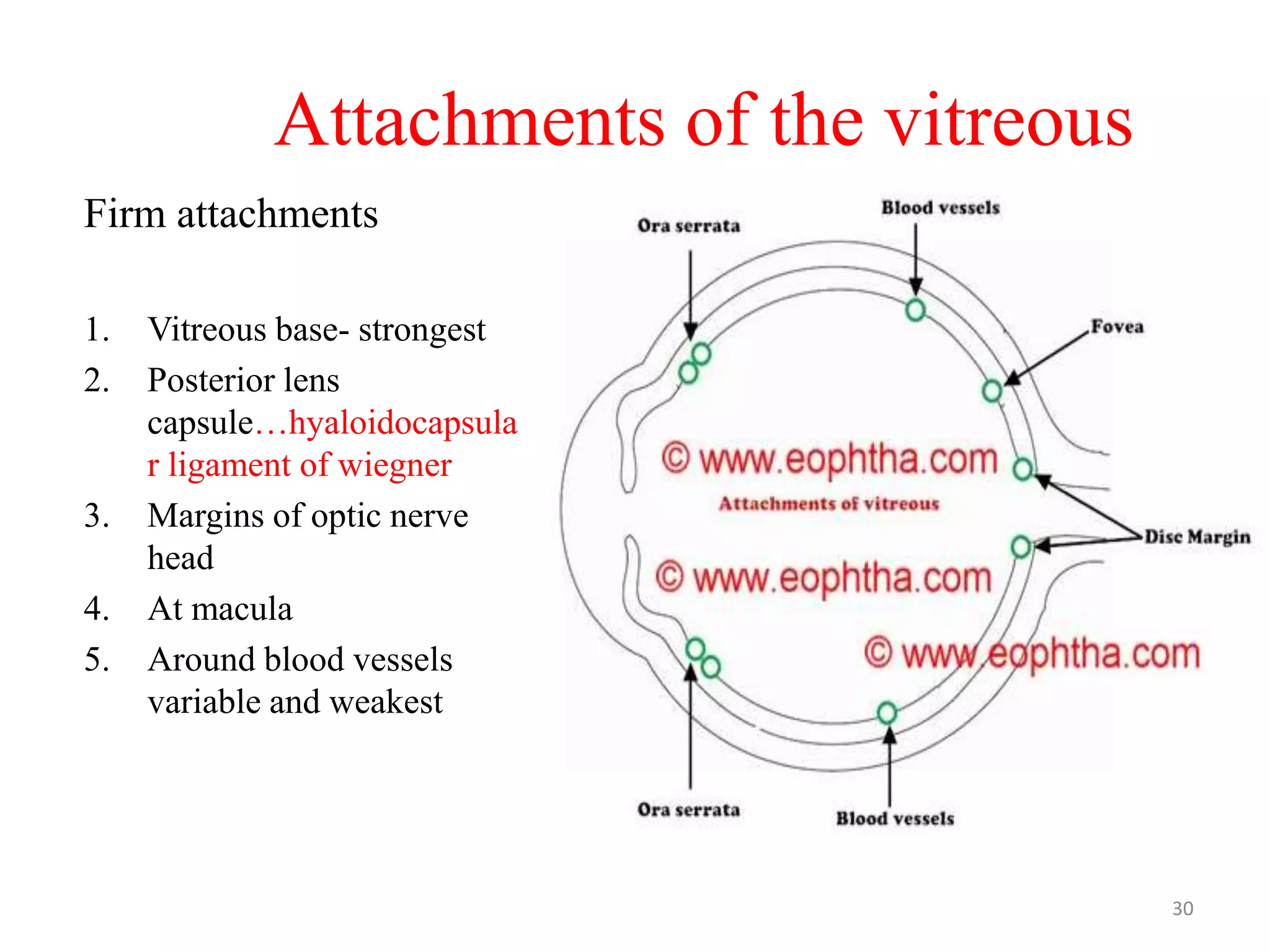 Anatomy of the vitreous body | PPTX