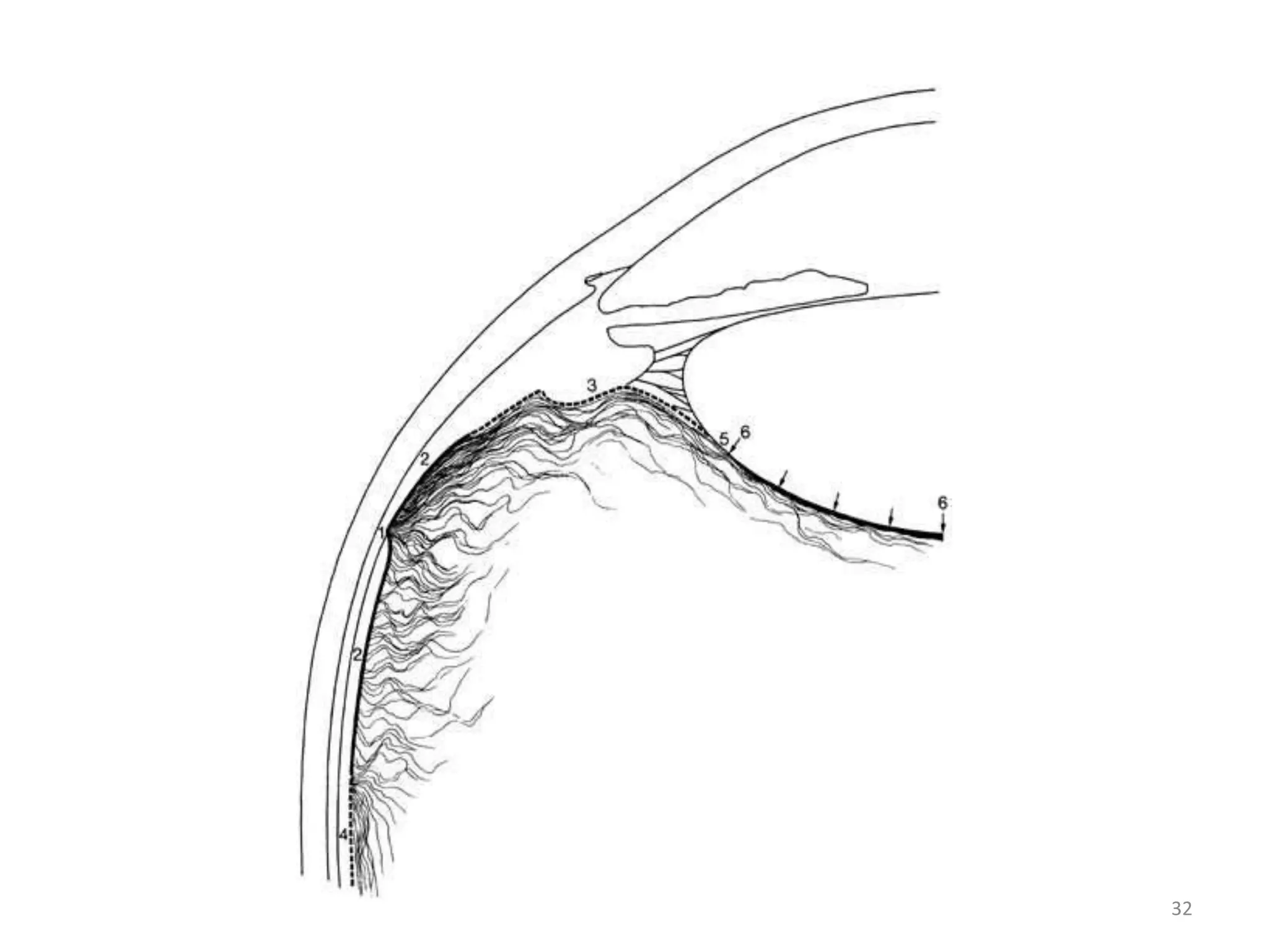 Anatomy of the vitreous body | PPTX