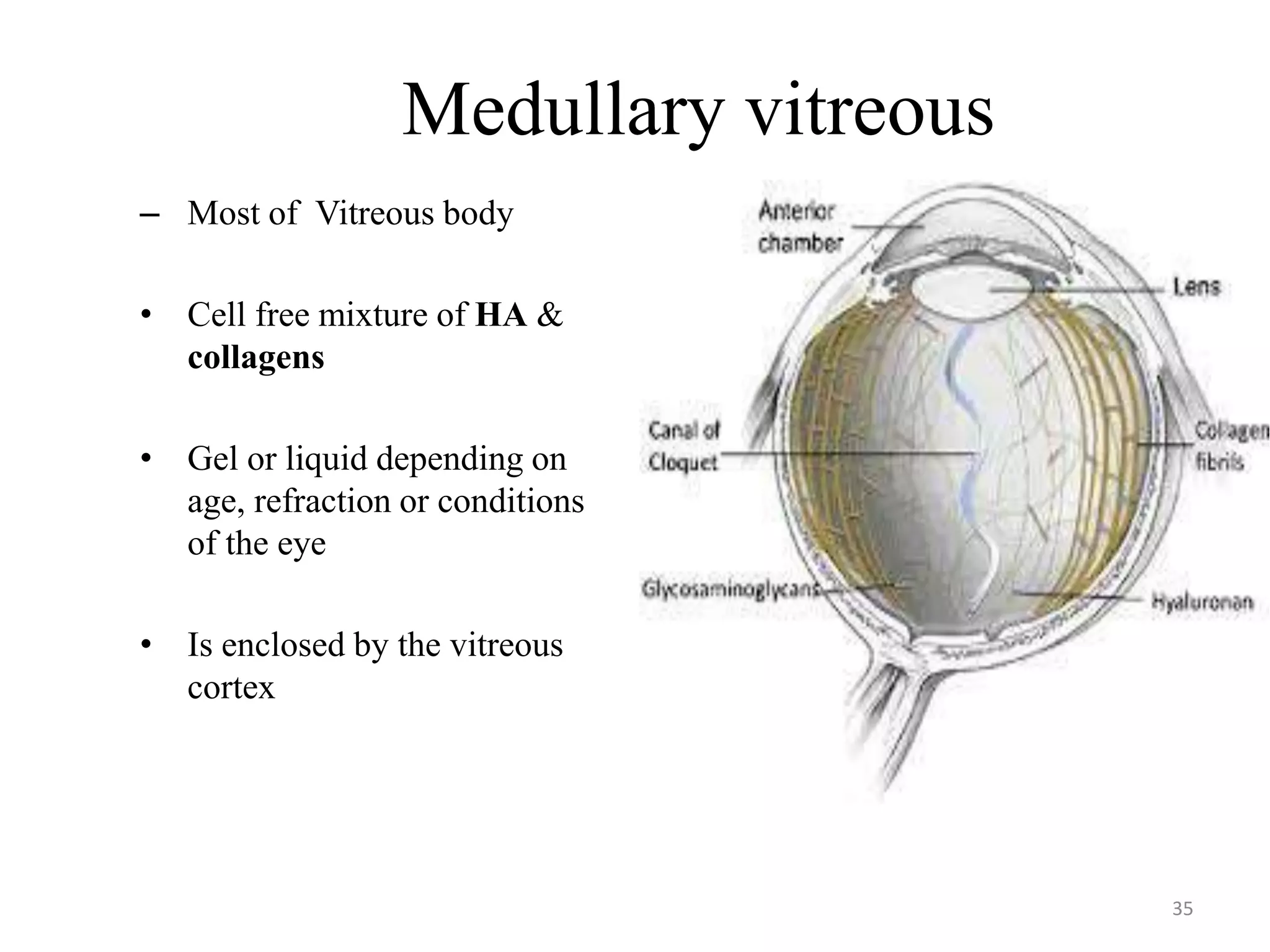 Anatomy of the vitreous body | PPTX