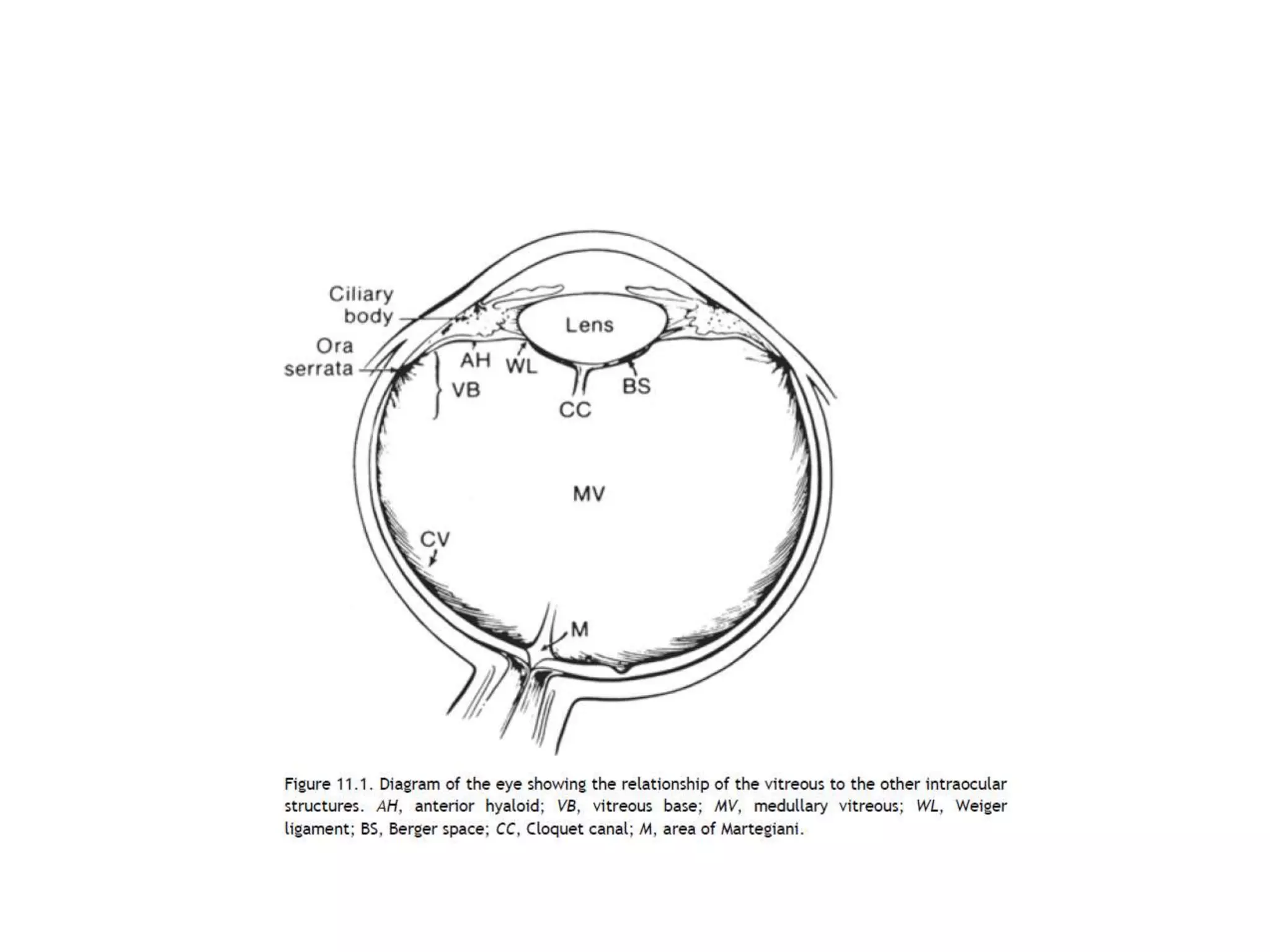 Anatomy of the vitreous body | PPTX