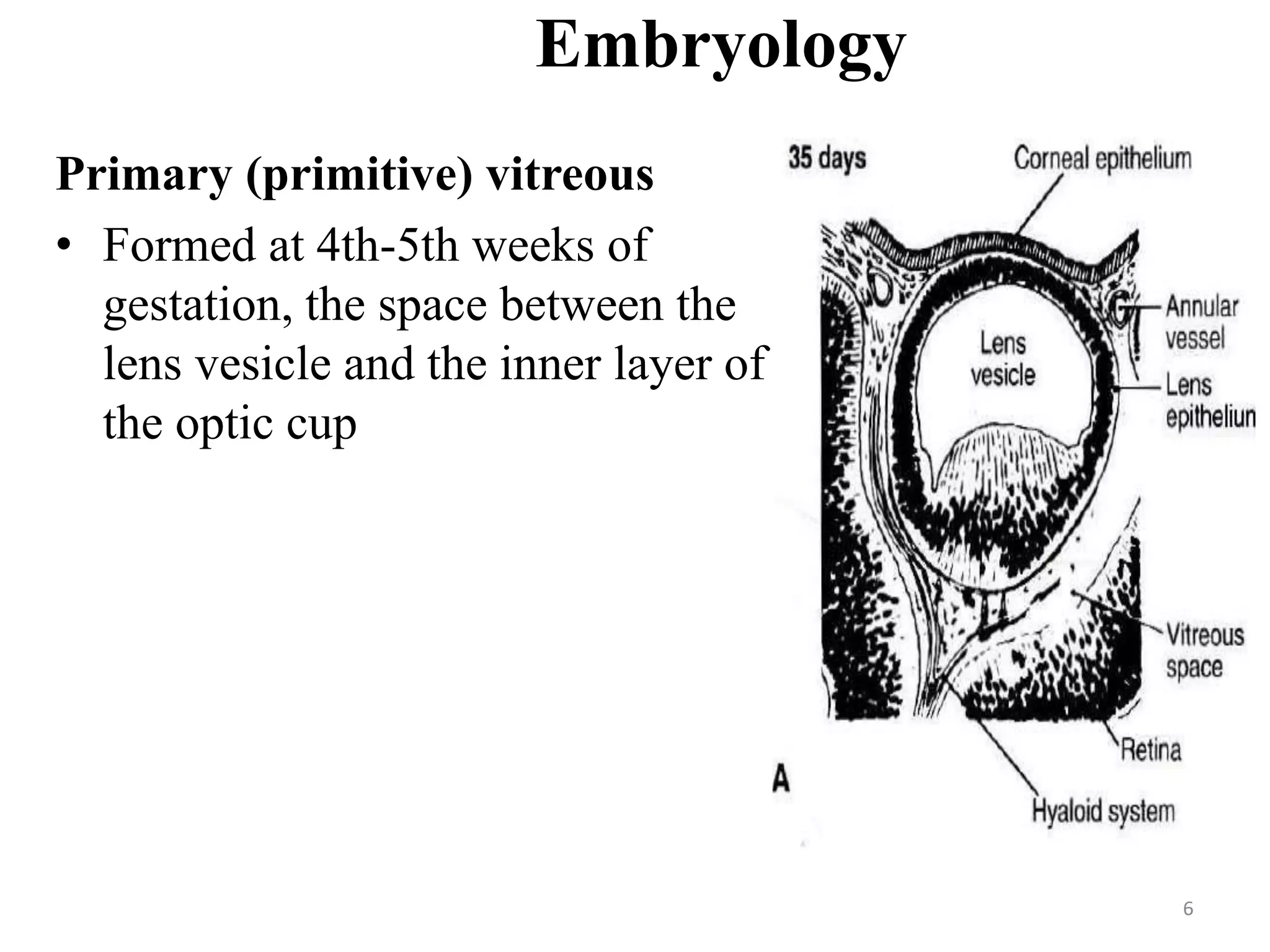 Anatomy of the vitreous body | PPTX