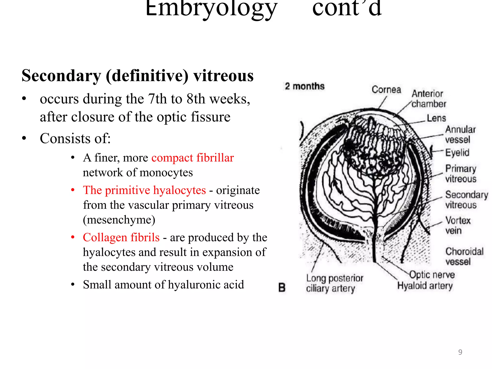 Anatomy of the vitreous body | PPTX