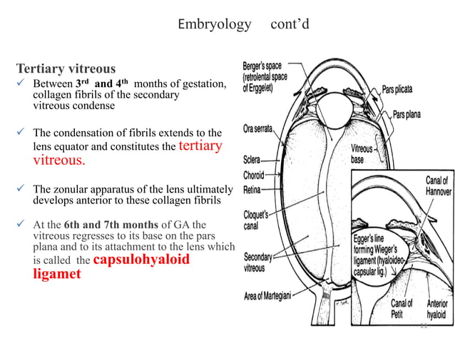 Anatomy of the vitreous body | PPTX | Eye and Vision Conditions ...