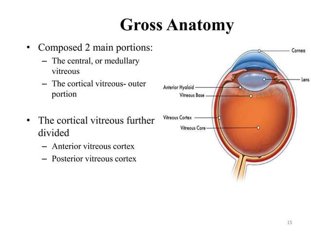 Anatomy of the vitreous body | PPTX | Eye and Vision Conditions ...