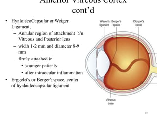 Anatomy of the vitreous body | PPTX