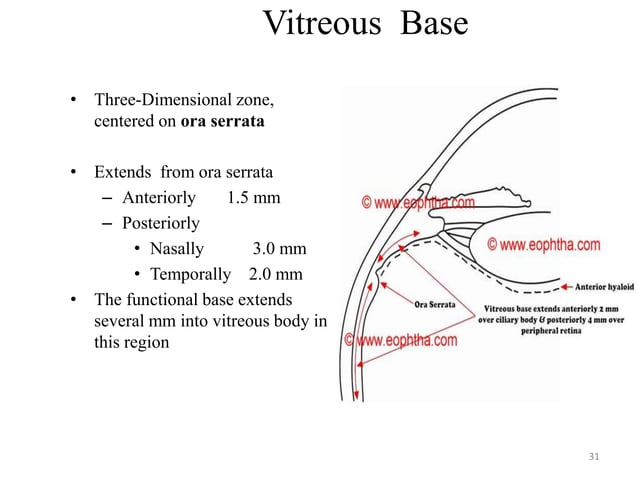 Anatomy of the vitreous body | PPTX | Eye and Vision Conditions ...