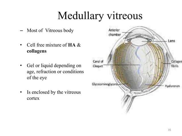 Anatomy of the vitreous body | PPTX | Eye and Vision Conditions ...