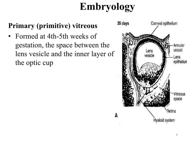 Anatomy of the vitreous body | PPTX | Eye and Vision Conditions ...
