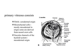 Anatomy of the vitreous body | PPTX
