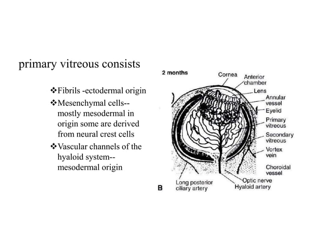 Anatomy of the vitreous body | PPTX | Eye and Vision Conditions ...