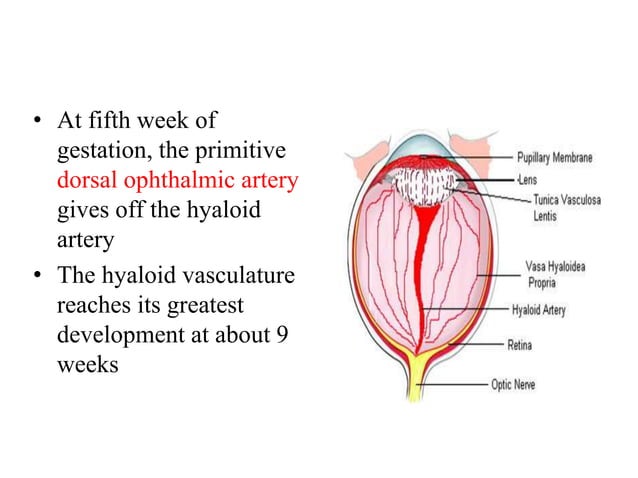 Anatomy of the vitreous body | PPTX | Eye and Vision Conditions ...