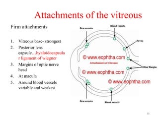 Anatomy of the vitreous body | PPT