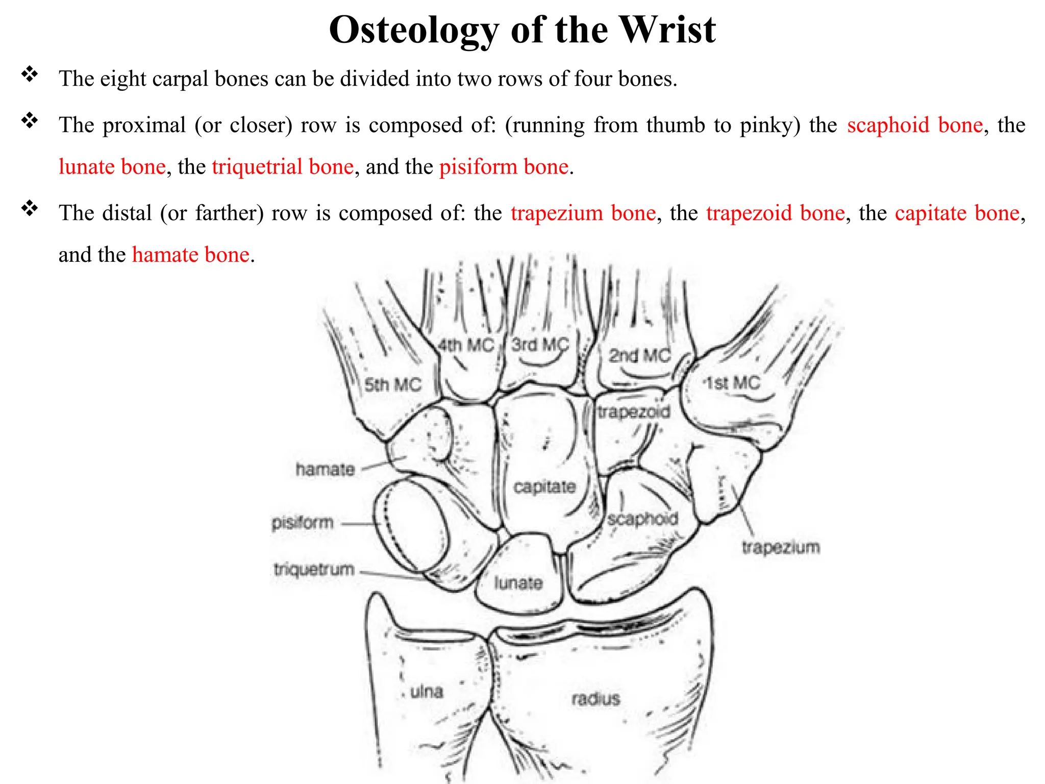 Gross Anatomy of the Wrist - Copy-1.pptx