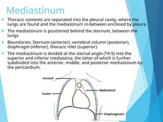 Anatomy of thoracic cavity surgery notes.ppt