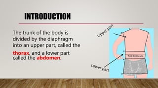 Anatomy of thoracic gage (bones) | PPTX