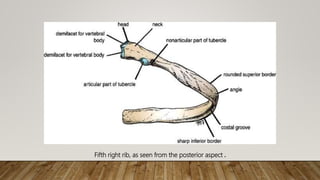 Anatomy of thoracic gage (bones) | PPTX