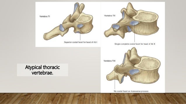 Anatomy of thoracic gage (bones)