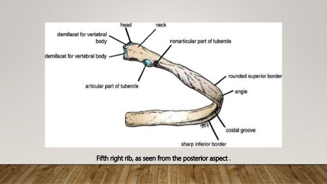 costal groove of rib
