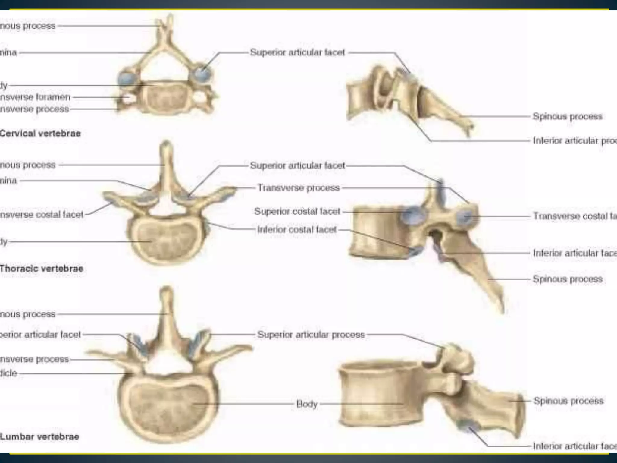 Anatomy of thoracic vertebra | PPTX