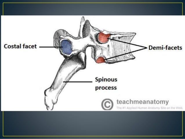 Anatomy of thoracic vertebra